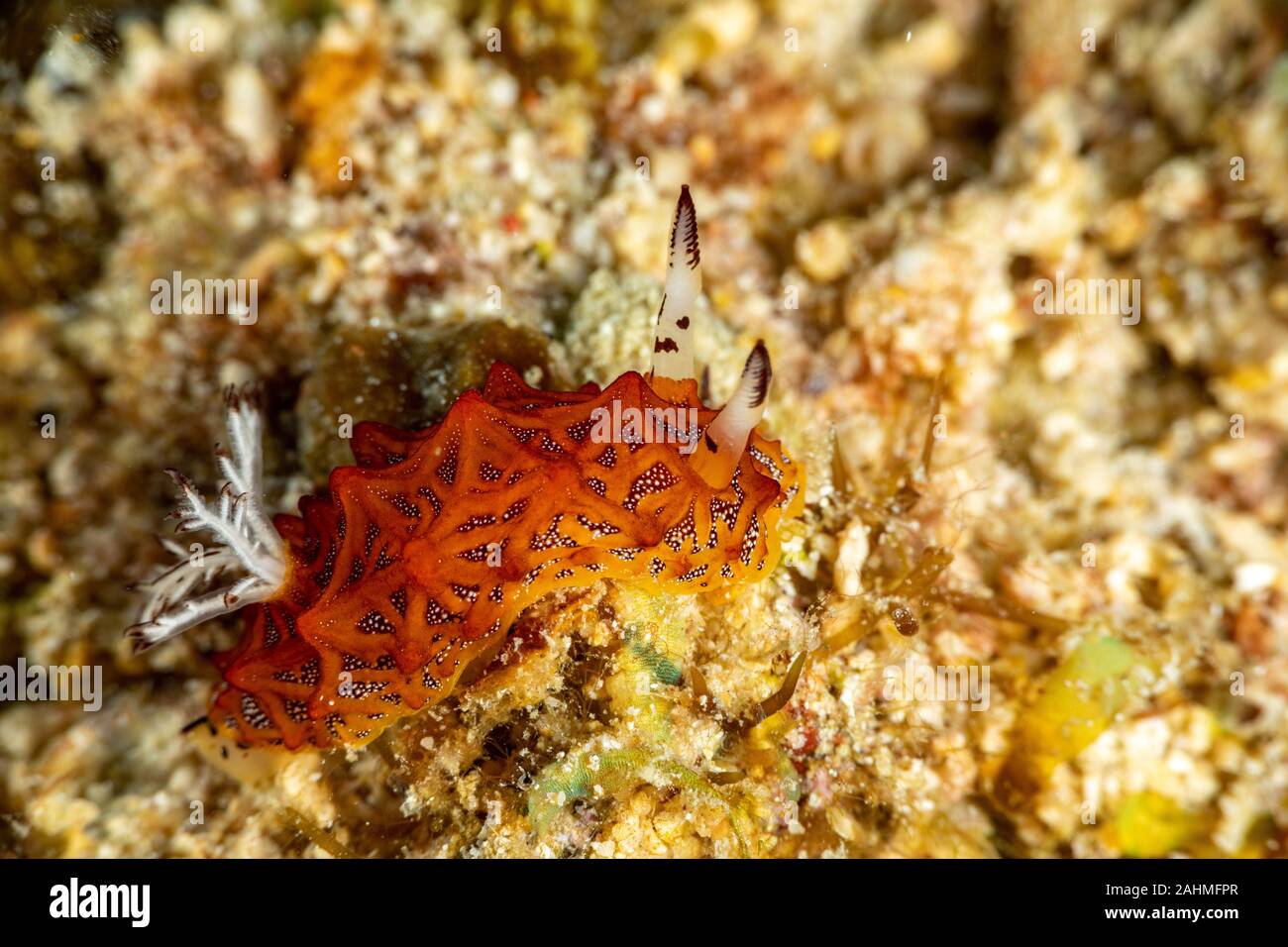 Halgerda tessellata -Fotos und -Bildmaterial in hoher Auflösung – Alamy