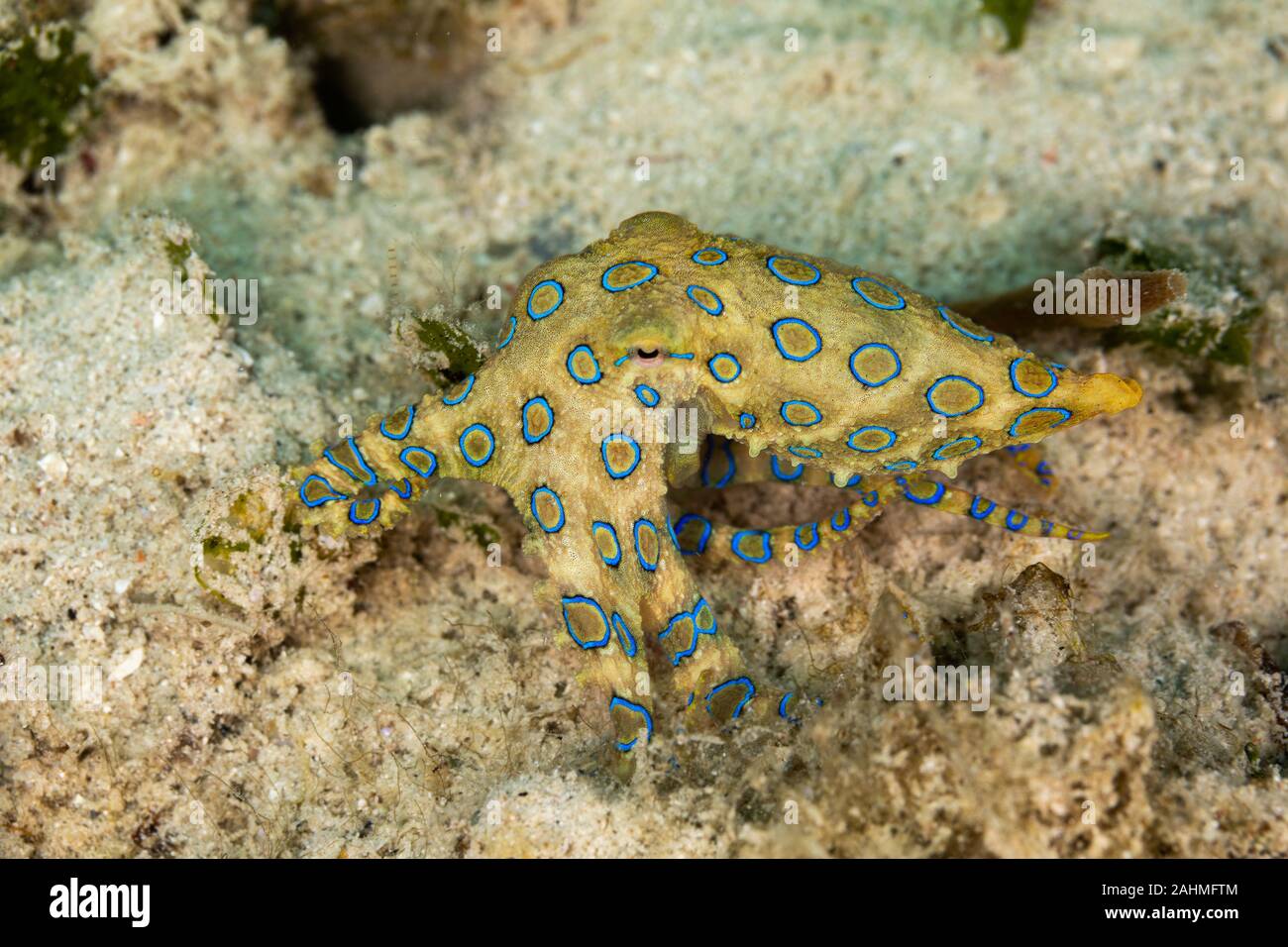 Mehr blue-ringed Octopus, Hapalochlaena lunulata ist einer von vier ...