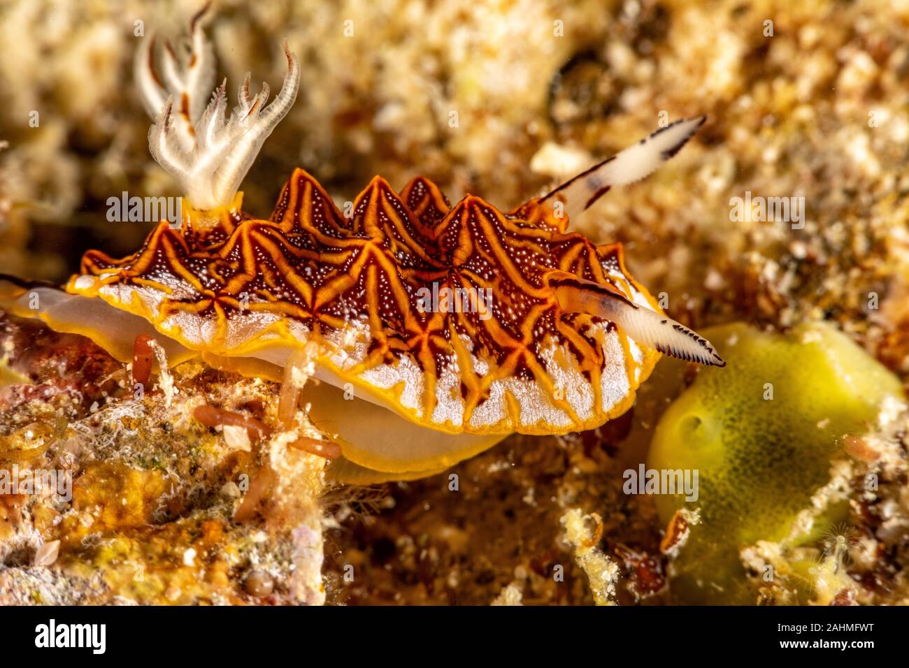 Halgerda tessellata -Fotos und -Bildmaterial in hoher Auflösung – Alamy