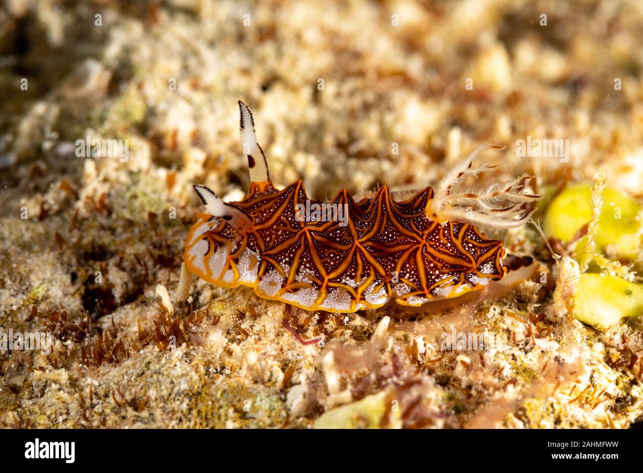 Halgerda tessellata -Fotos und -Bildmaterial in hoher Auflösung – Alamy
