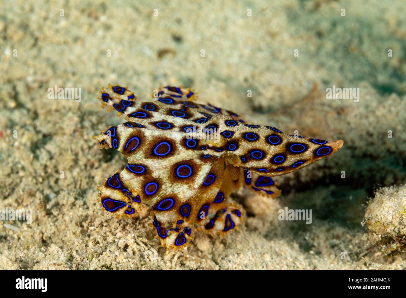 Hapalochlaena lunulata giftiger blau beringter oktopus -Fotos und ...