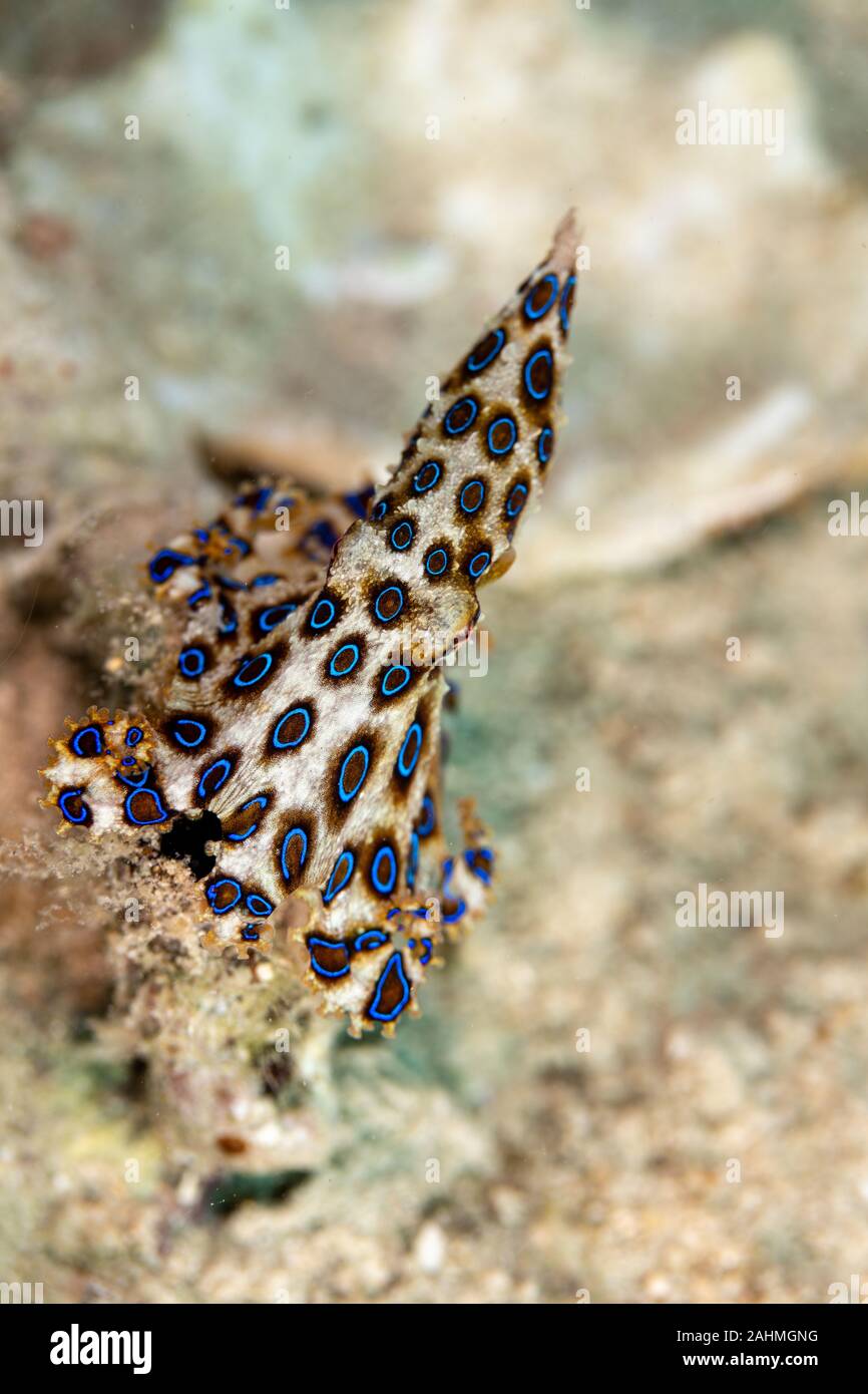 Hapalochlaena lunulata giftiger blau beringter oktopus -Fotos und ...