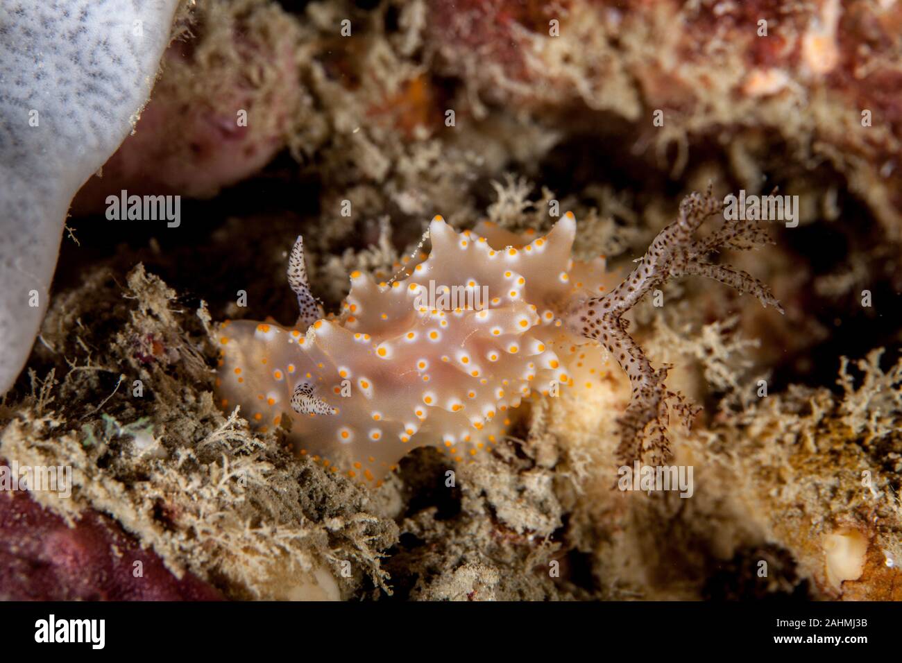 Halgerda batangas nudibranch -Fotos und -Bildmaterial in hoher ...