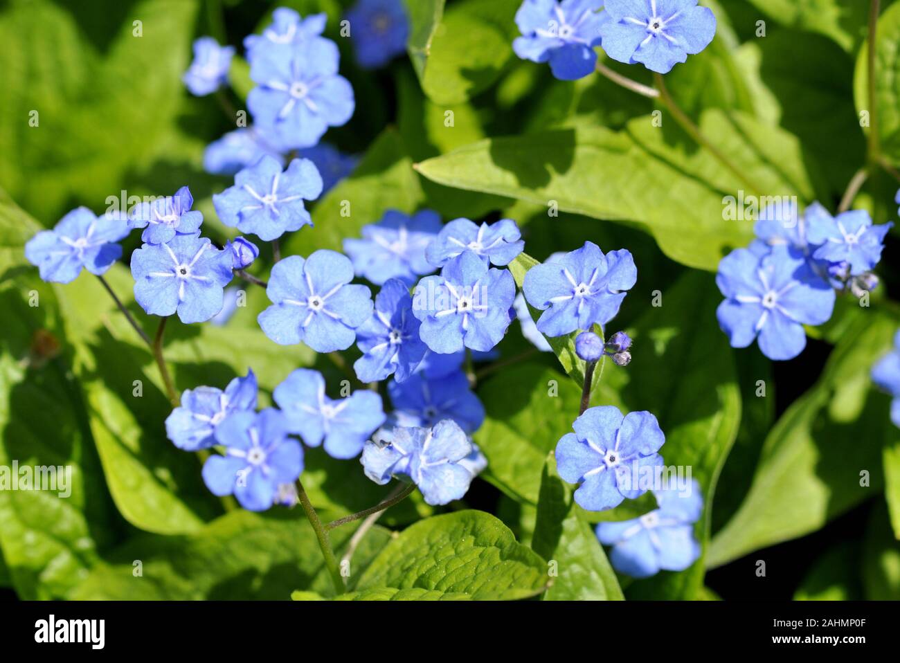 Omphalodes cappadocica -Fotos und -Bildmaterial in hoher Auflösung – Alamy