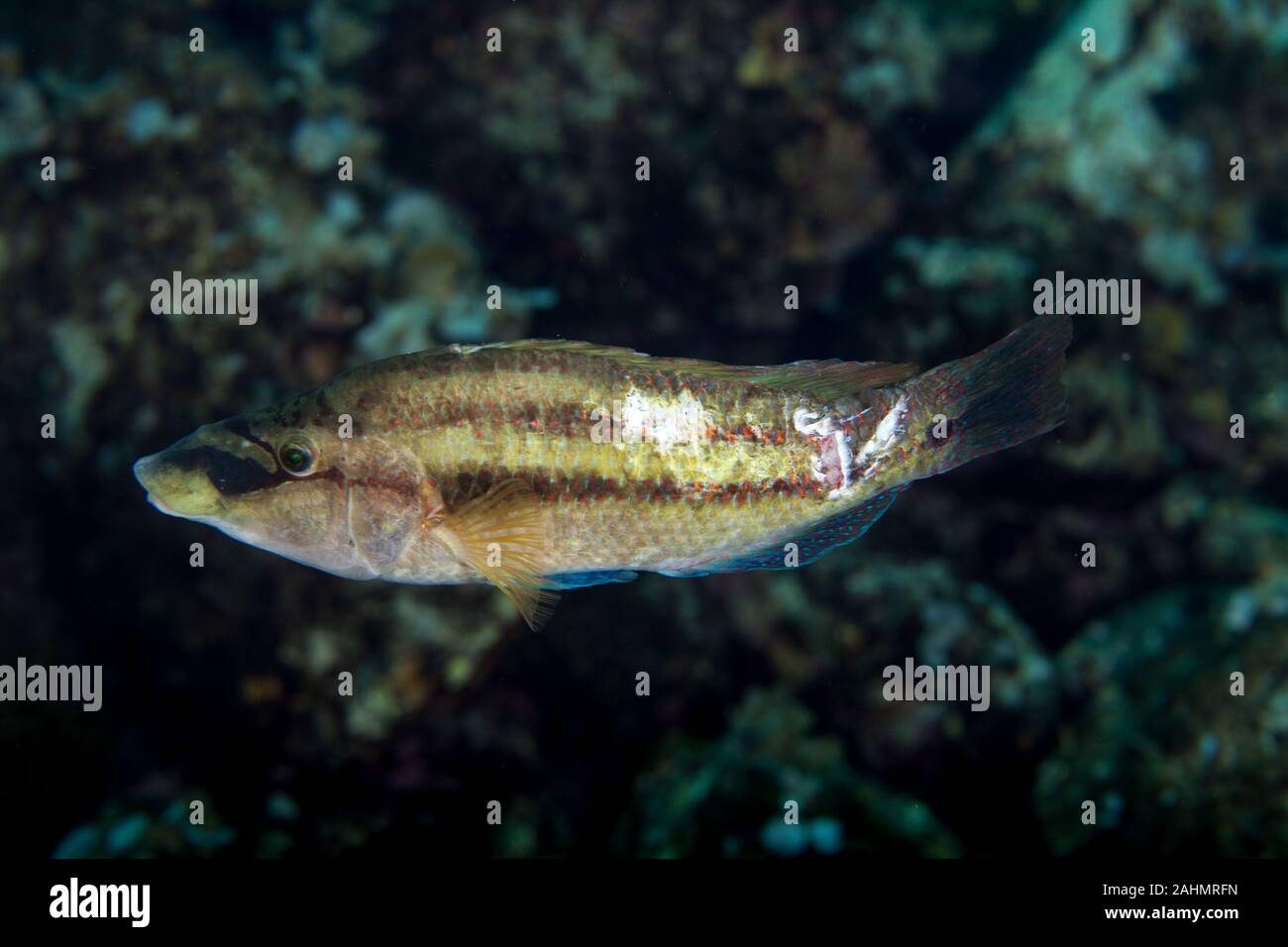 Rare wrasse -Fotos und -Bildmaterial in hoher Auflösung – Alamy