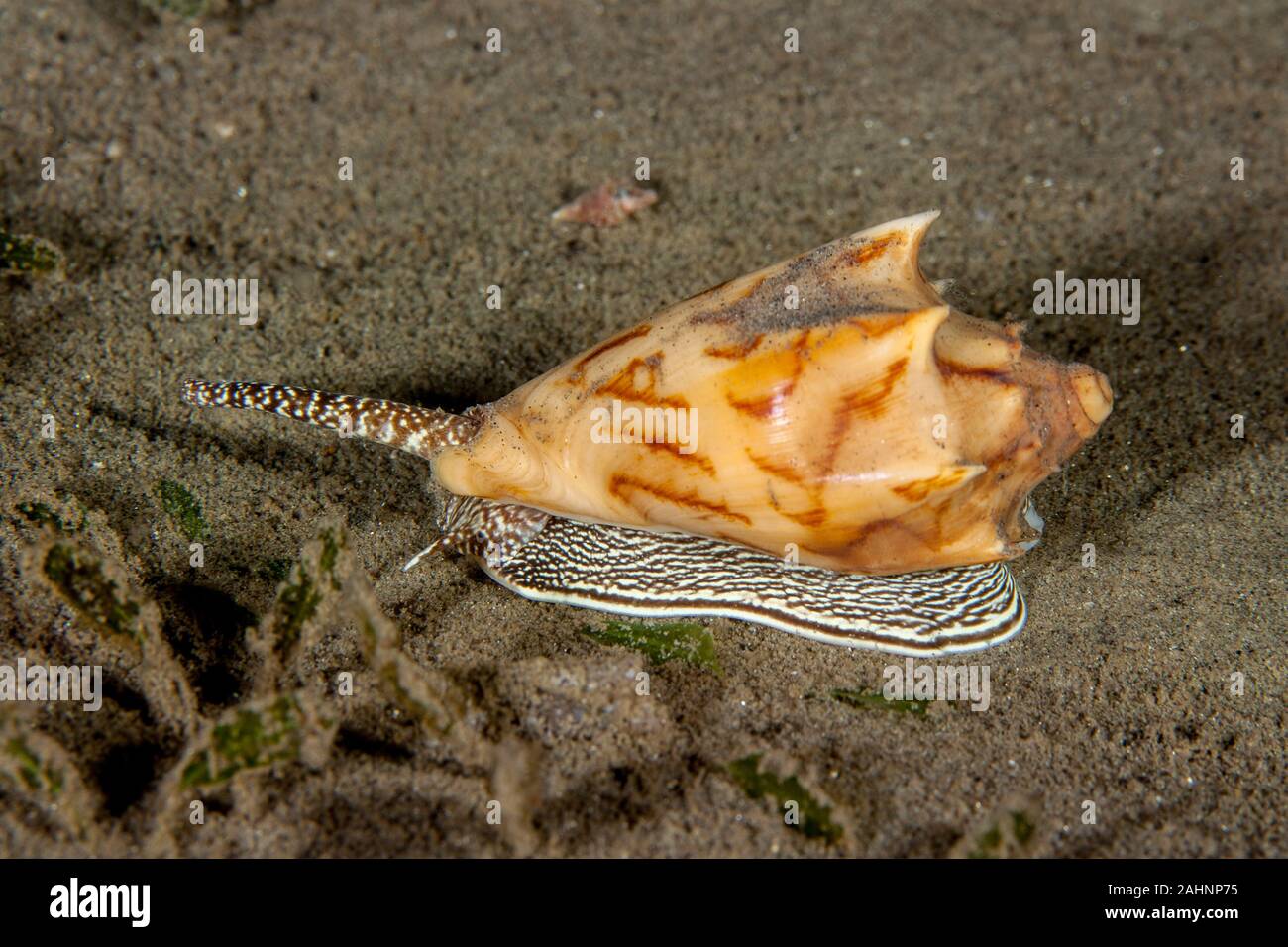 Gattung cymbiola -Fotos und -Bildmaterial in hoher Auflösung – Alamy