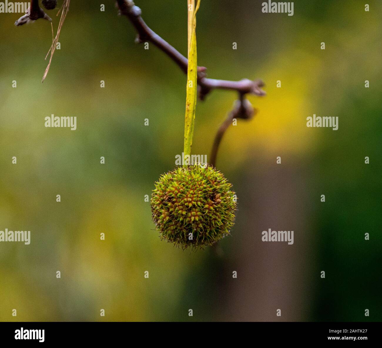 Baum aus samen gewachsen -Fotos und -Bildmaterial in hoher Auflösung ...