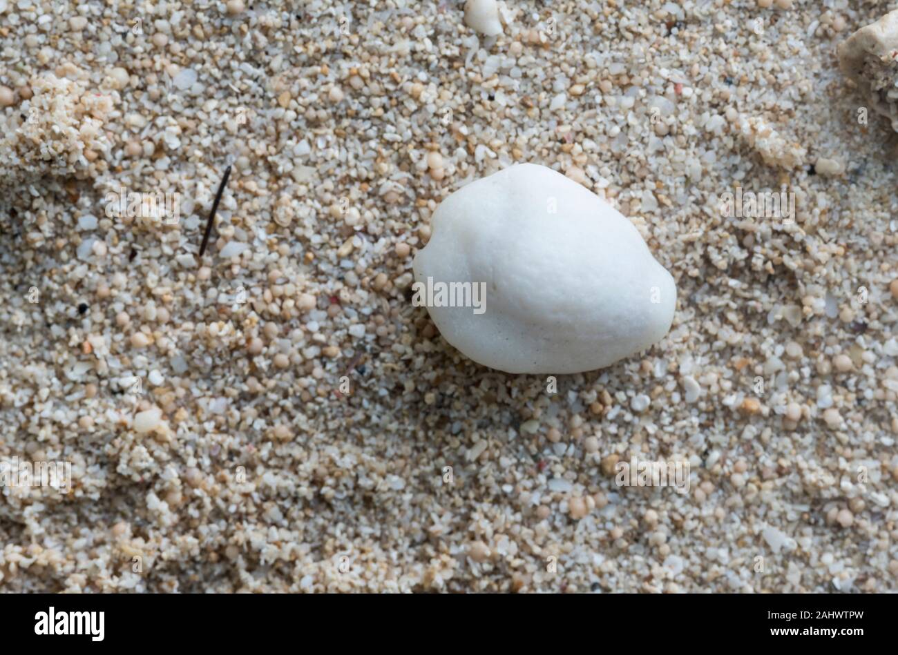 Money cowry cypraea moneta -Fotos und -Bildmaterial in hoher Auflösung ...