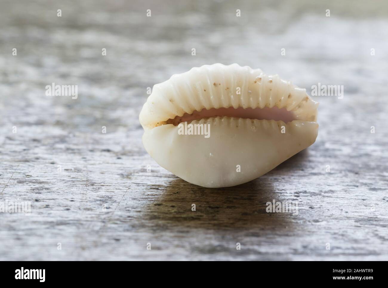 Cypraea moneta -Fotos und -Bildmaterial in hoher Auflösung – Alamy