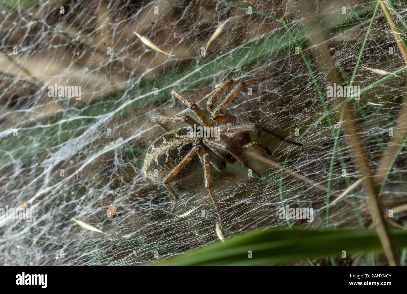 Labyrinthspinne agelena labyrinthica -Fotos und -Bildmaterial in hoher ...