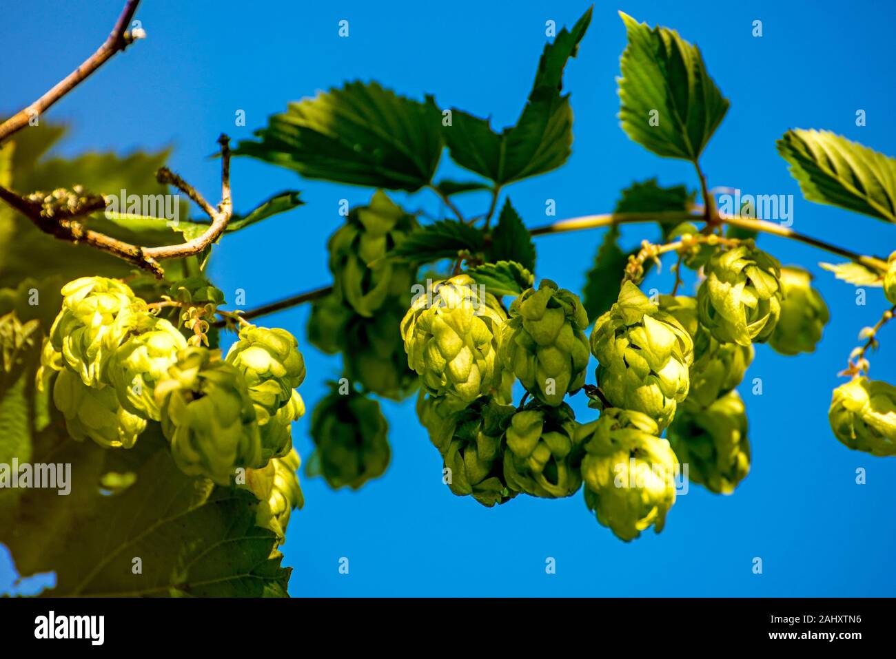 Gemeinsame hopfen -Fotos und -Bildmaterial in hoher Auflösung – Alamy