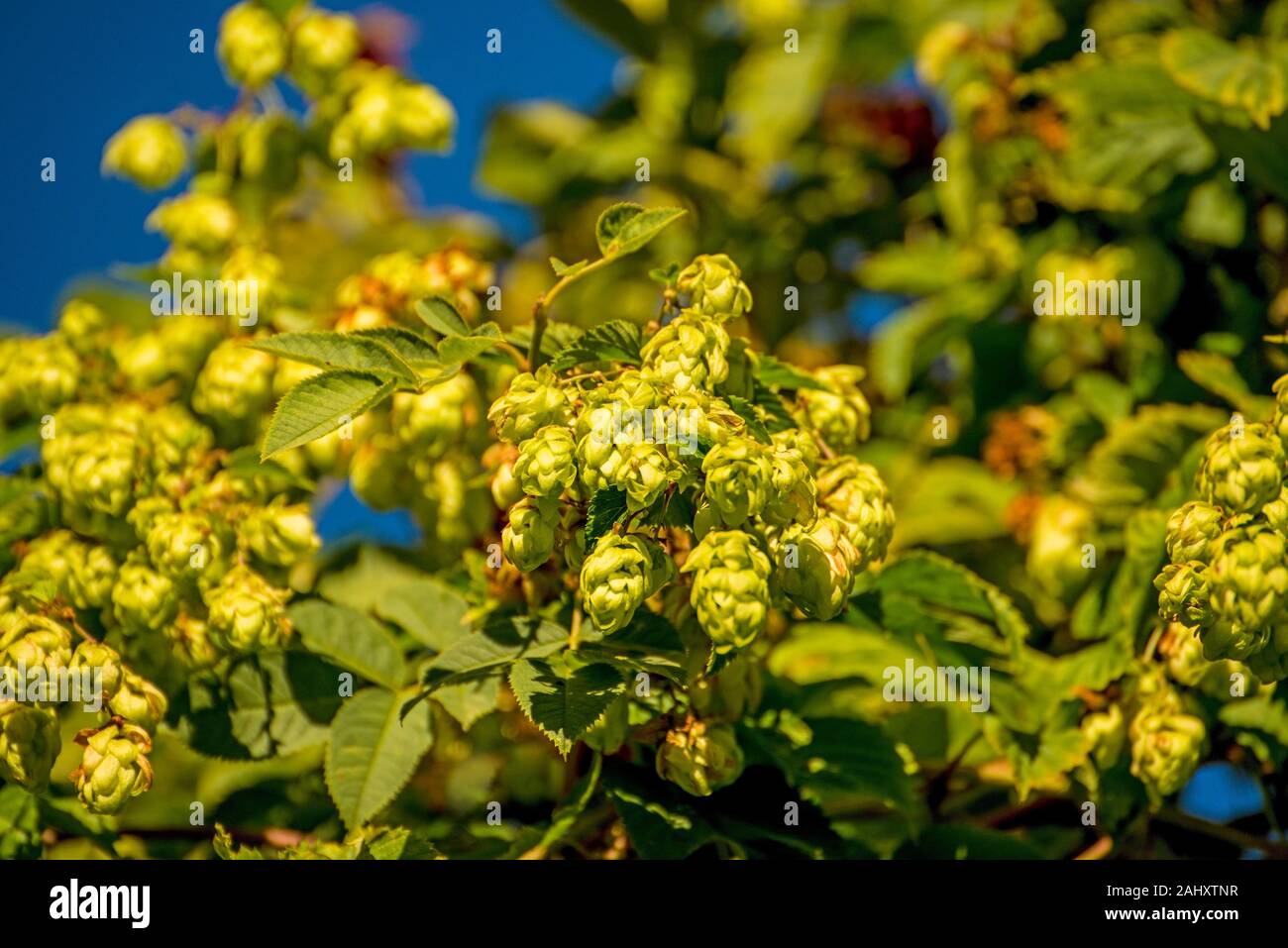 Gemeinsame hopfen -Fotos und -Bildmaterial in hoher Auflösung – Alamy