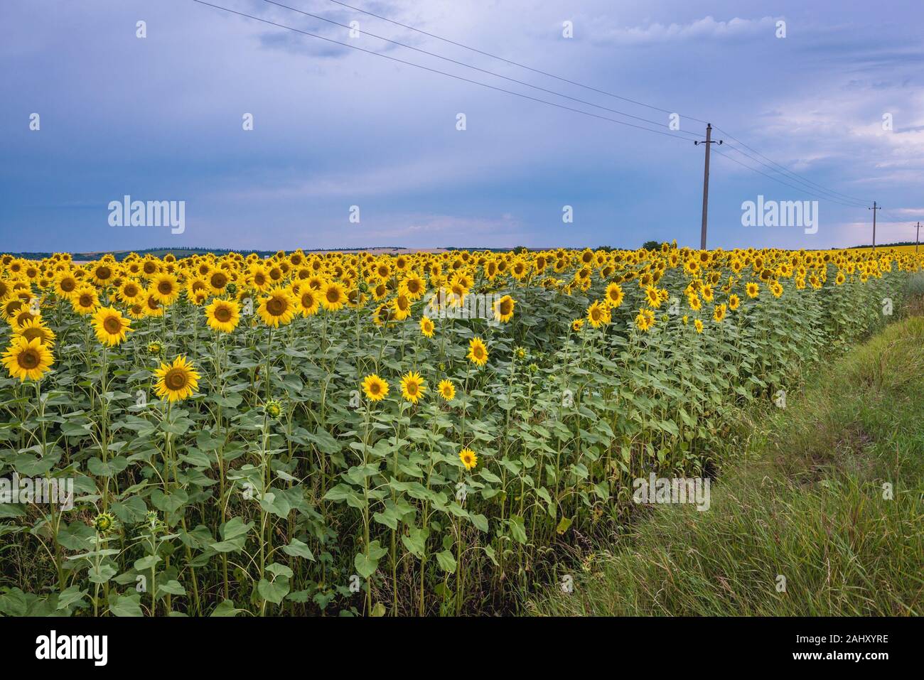 Großes Feld mit Sonnenblumen in der Republik Moldau Stockfotografie - Alamy