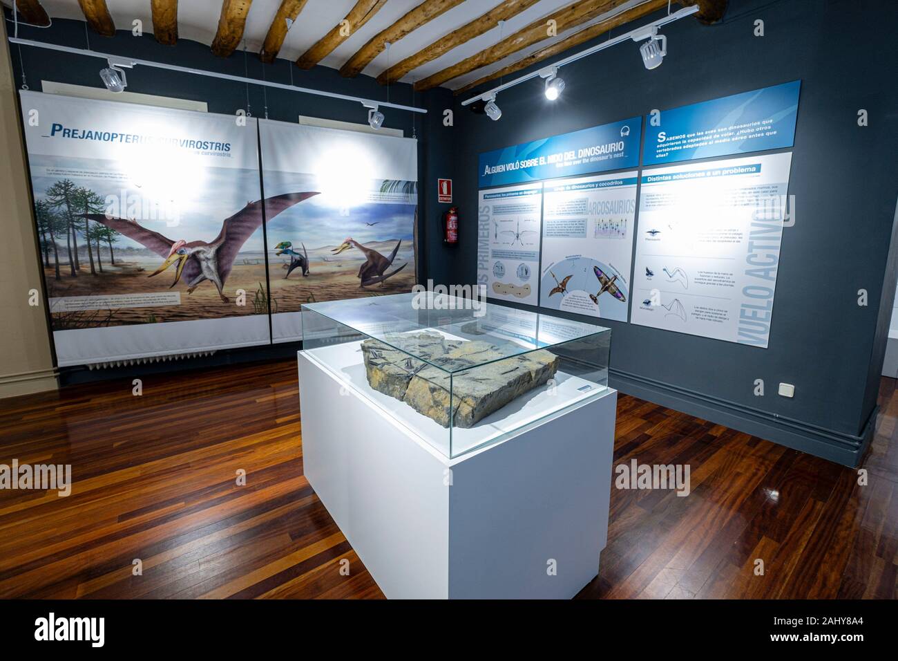 Pterodactyloid pterosaur -Fotos und -Bildmaterial in hoher Auflösung ...