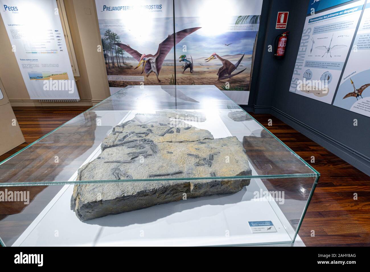 Pterodactyloid pterosaur -Fotos und -Bildmaterial in hoher Auflösung ...