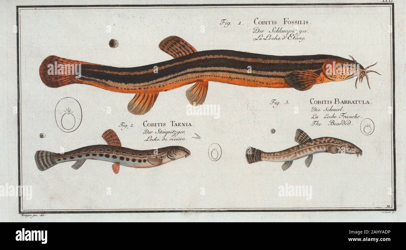 Loach Cobitis Taenia Stockfotos und -bilder Kaufen - Alamy