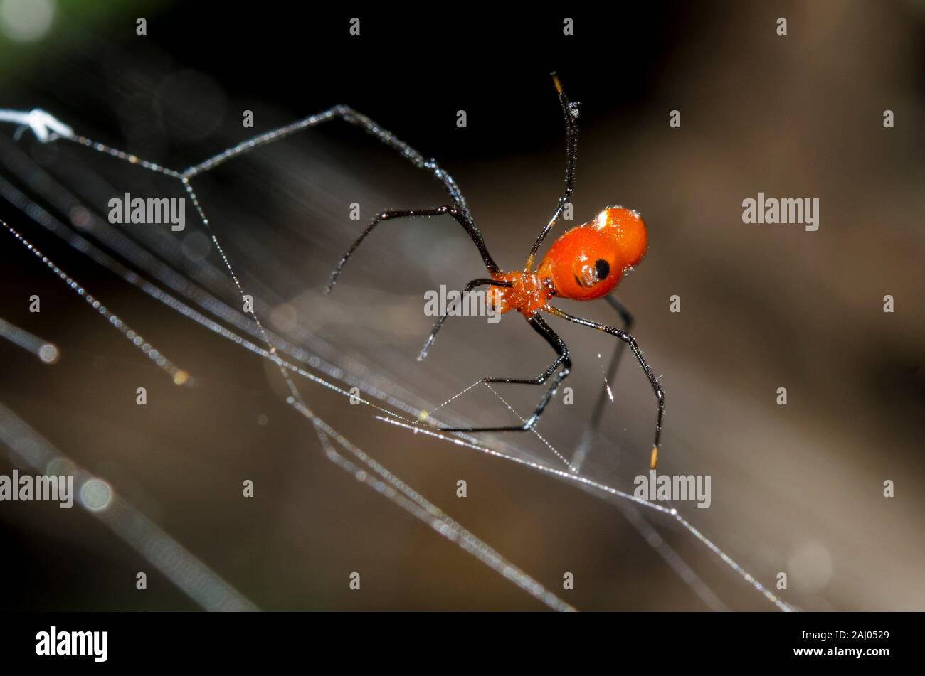 Theridiidae web -Fotos und -Bildmaterial in hoher Auflösung – Alamy