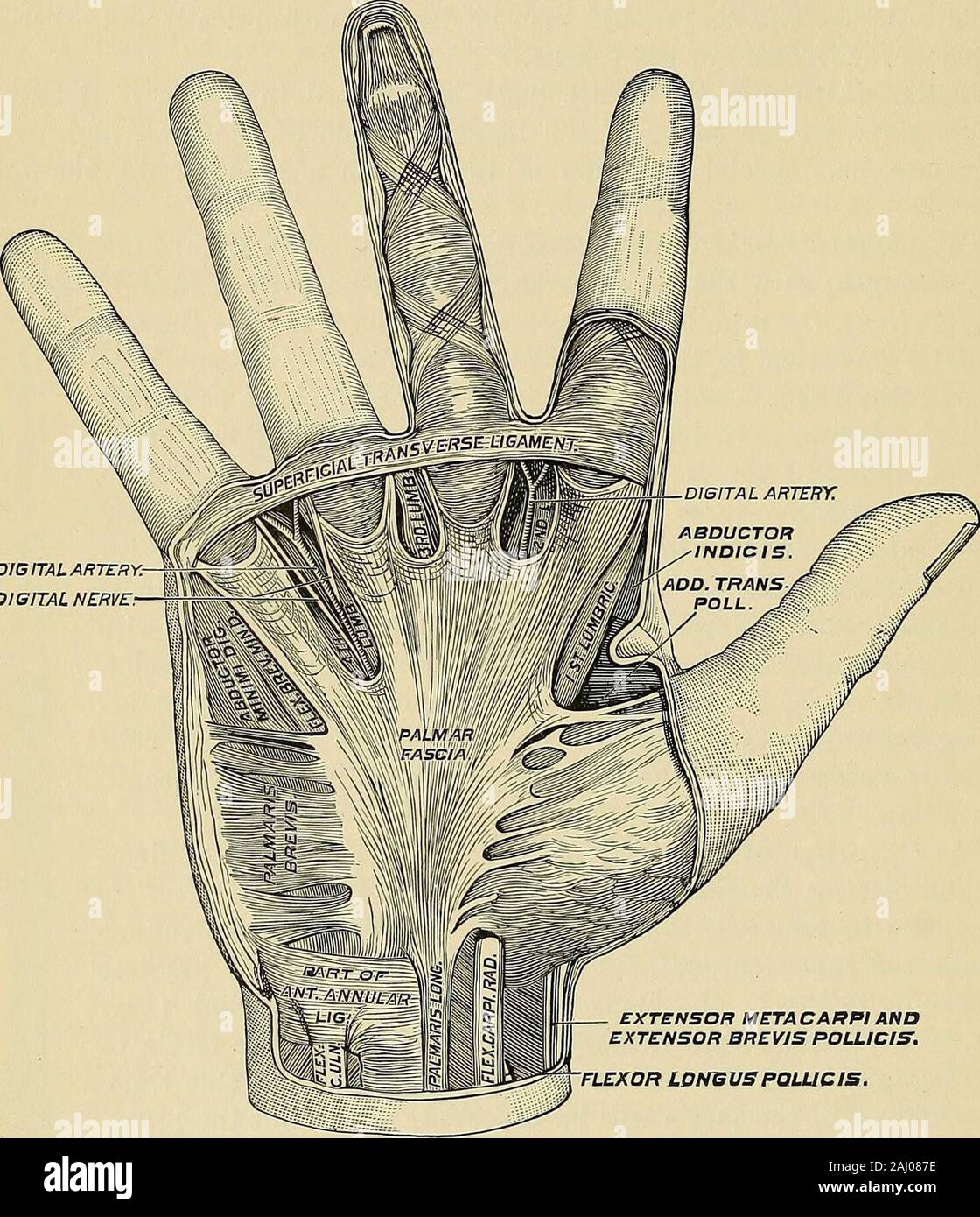 Palmar fascia -Fotos und -Bildmaterial in hoher Auflösung – Alamy