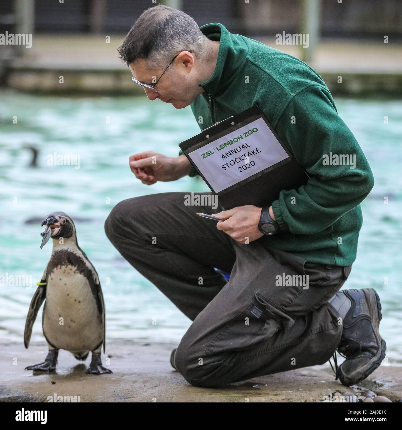 Zoo keeper penguins -Fotos und -Bildmaterial in hoher Auflösung – Alamy