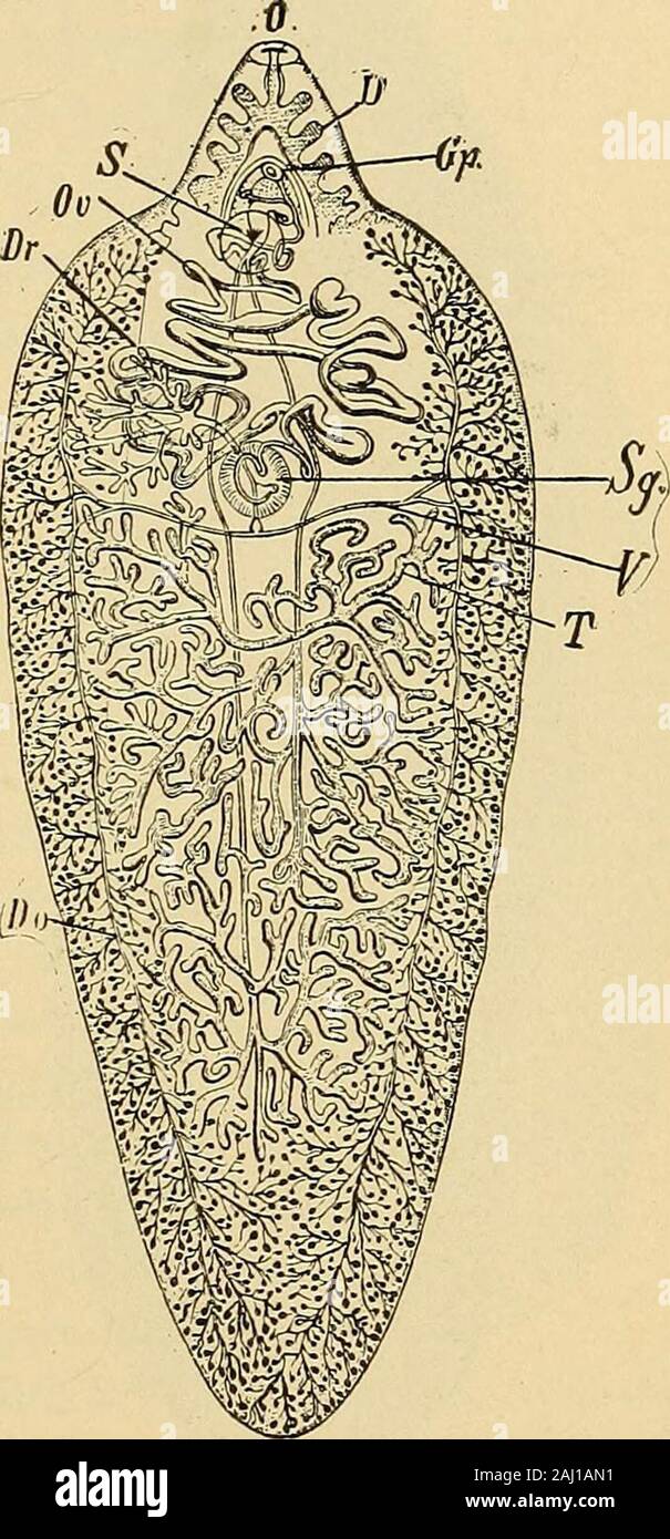 Fluke fasciola hepatica -Fotos und -Bildmaterial in hoher Auflösung – Alamy