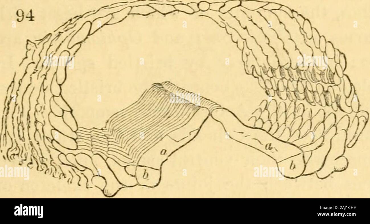 The cup -Fotos und -Bildmaterial in hoher Auflösung – Alamy