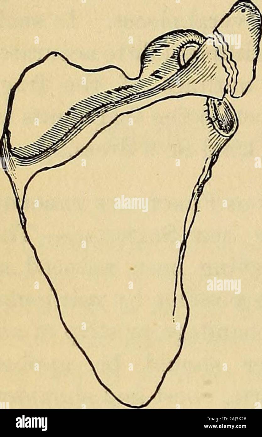 Proceso de acromion -Fotos und -Bildmaterial in hoher Auflösung – Alamy