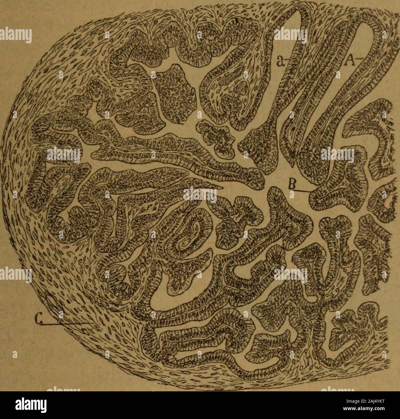 Manuelle de anatomía patológica Allgemein: seguida de un resumen de ...