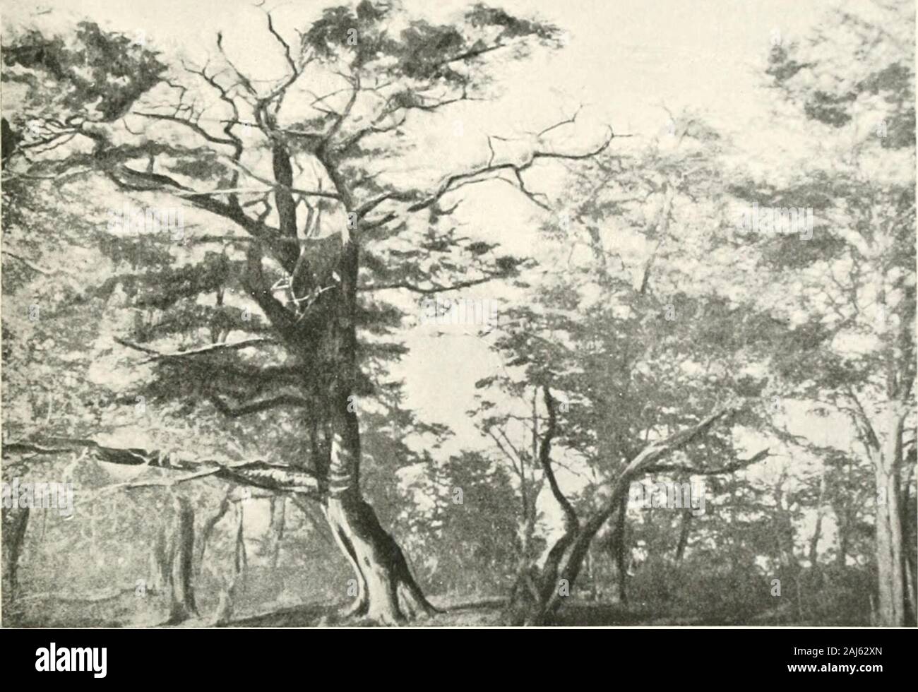 Durch das Herz von Patagonien. N wilde Rinder 233 insbesondere dann der ...