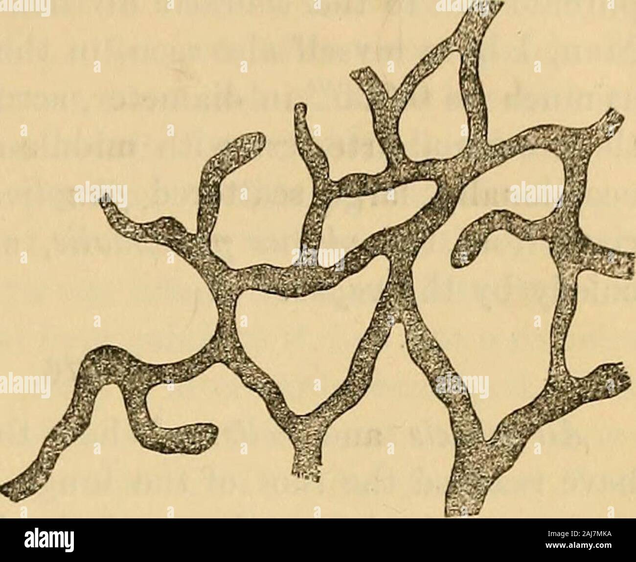 Handbuch der menschlichen Histologie. Liegt das Flimmerepithel, die ...