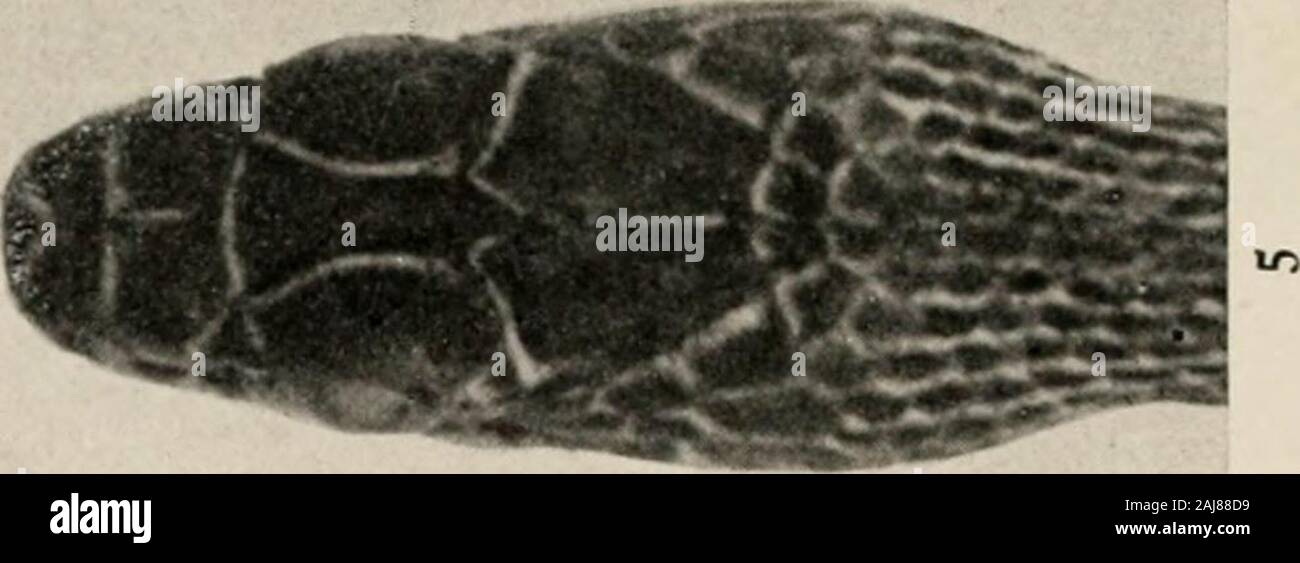 Die Reptilien Buch; eine umfassende popularisiert Arbeiten über die Struktur und die ...