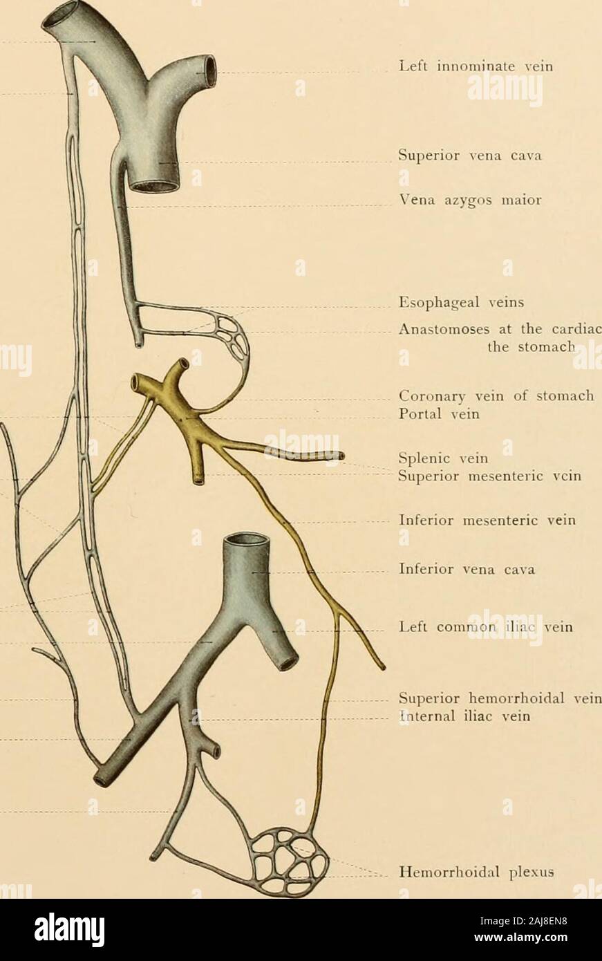 Anatomia inguinale -Fotos und -Bildmaterial in hoher Auflösung – Alamy