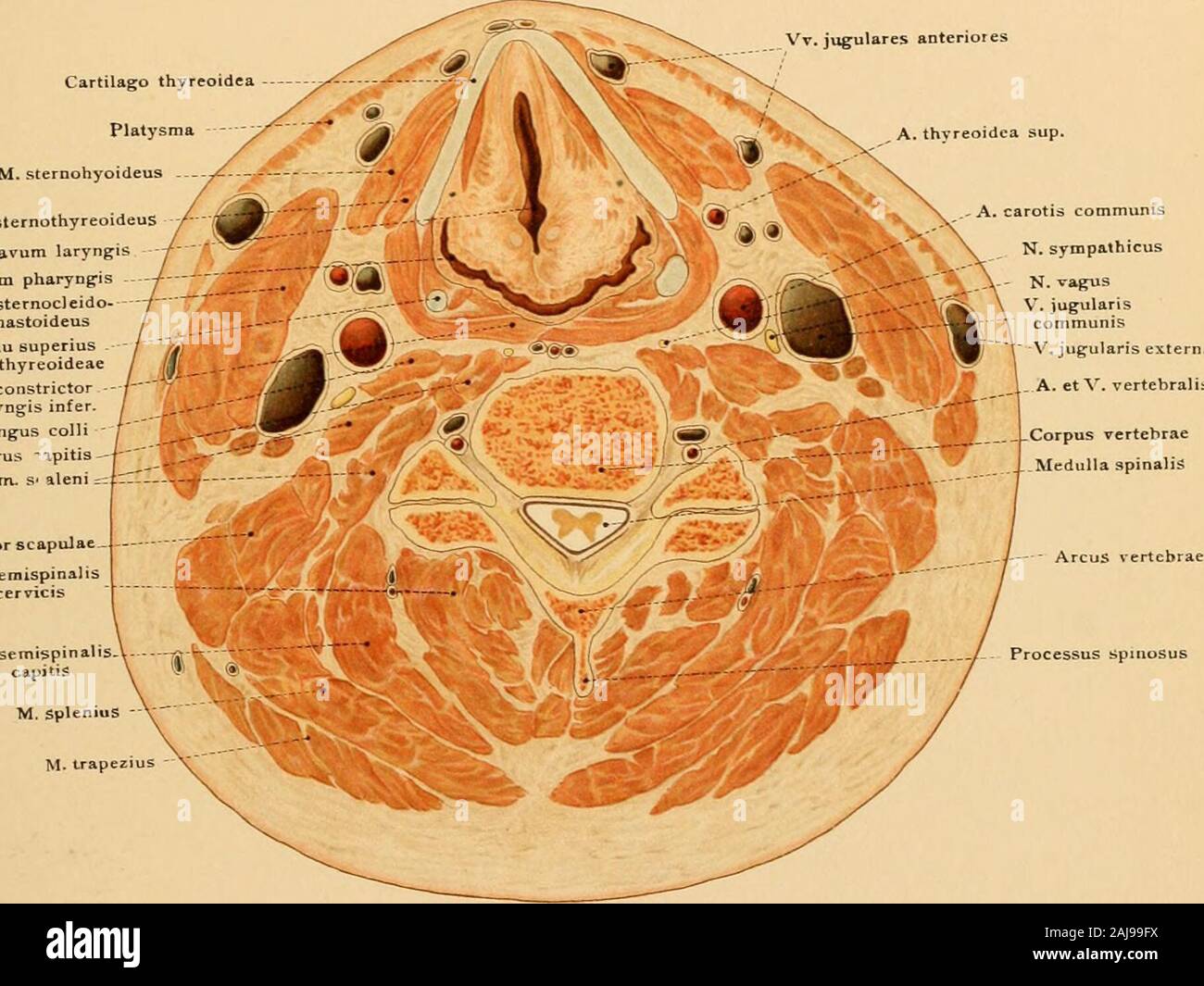 Sternocleido mastoideus -Fotos und -Bildmaterial in hoher Auflösung – Alamy