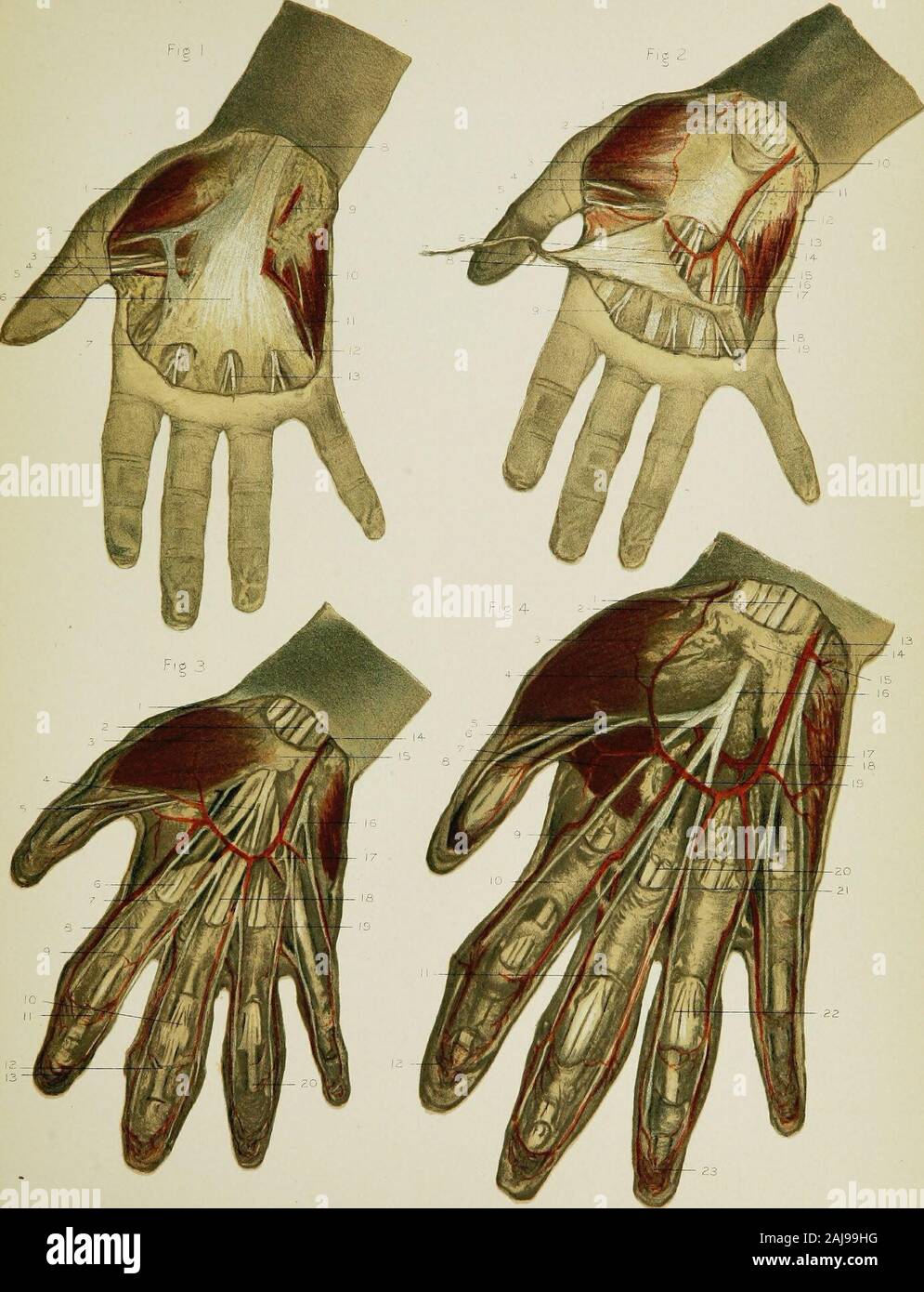 Anatomie der hand sehnenscheide -Fotos und -Bildmaterial in hoher ...