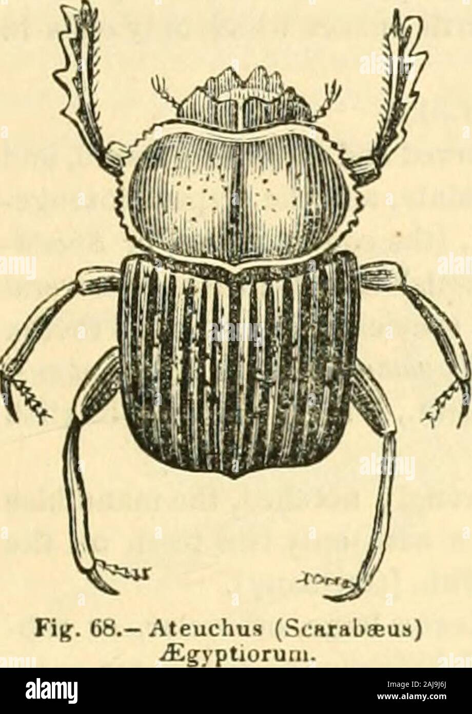 Das Tierreich, geordnet nach ihrer Organisation: bildet eine natürliche ...