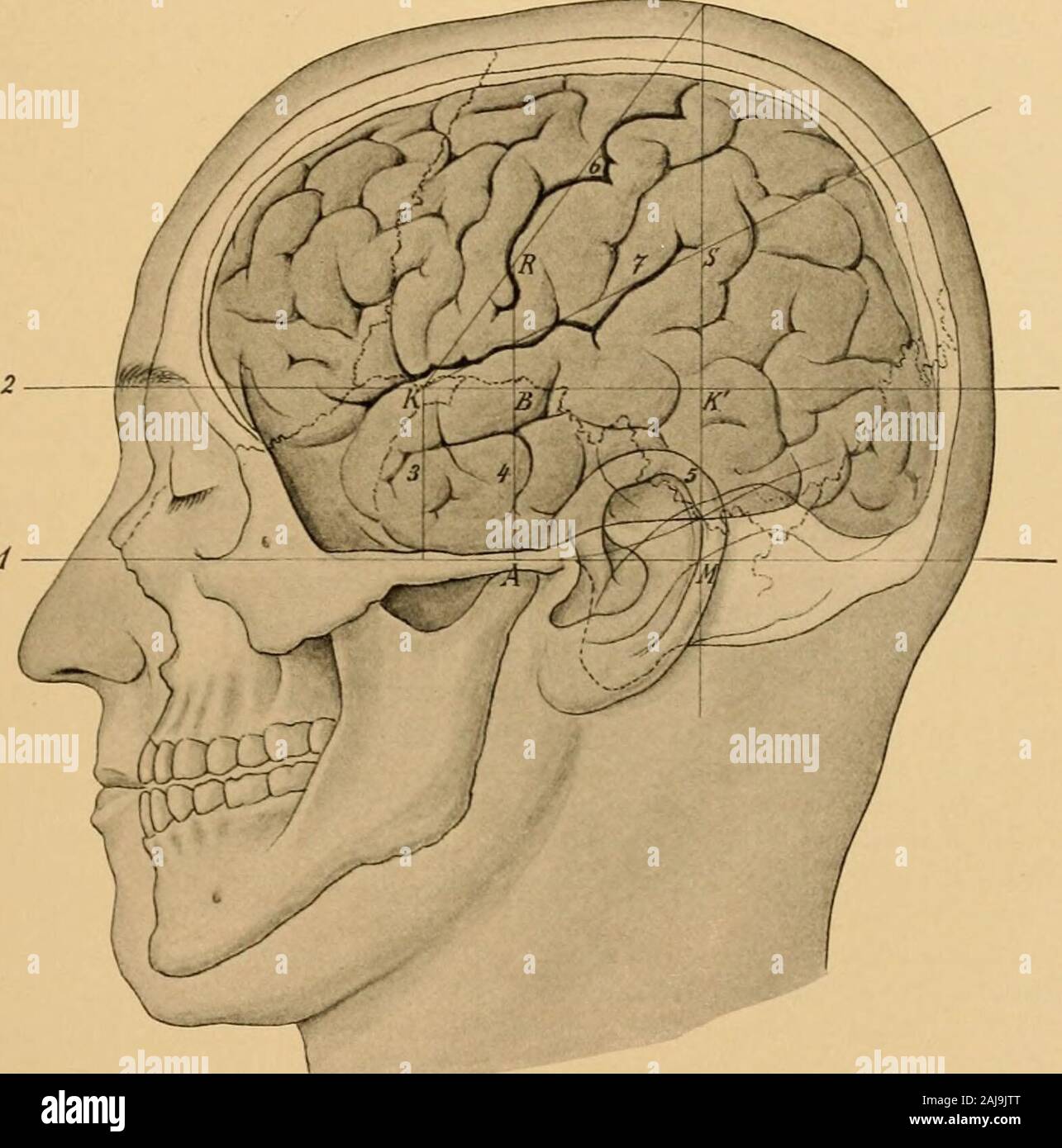 Atlas und Lehrbuch der topographischen und Angewandte Anatomie. Sinus ...