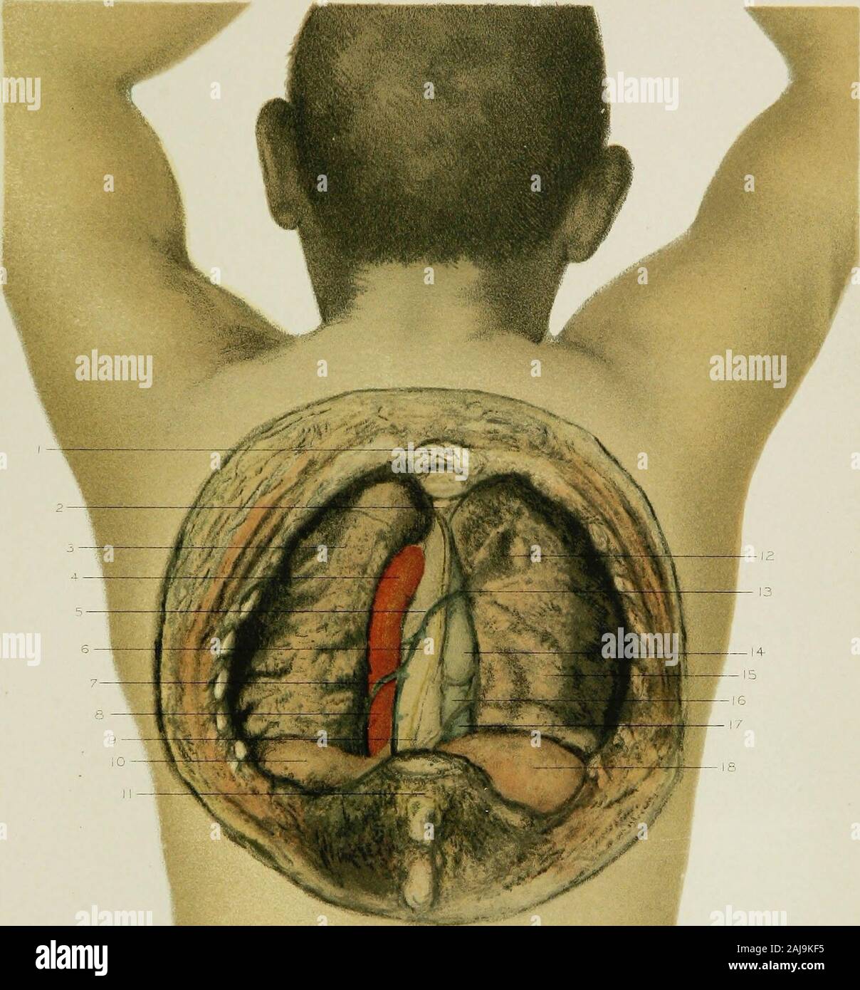 Regionale Anatomie in ihrem Bezug zur Medizin und Chirurgie ...