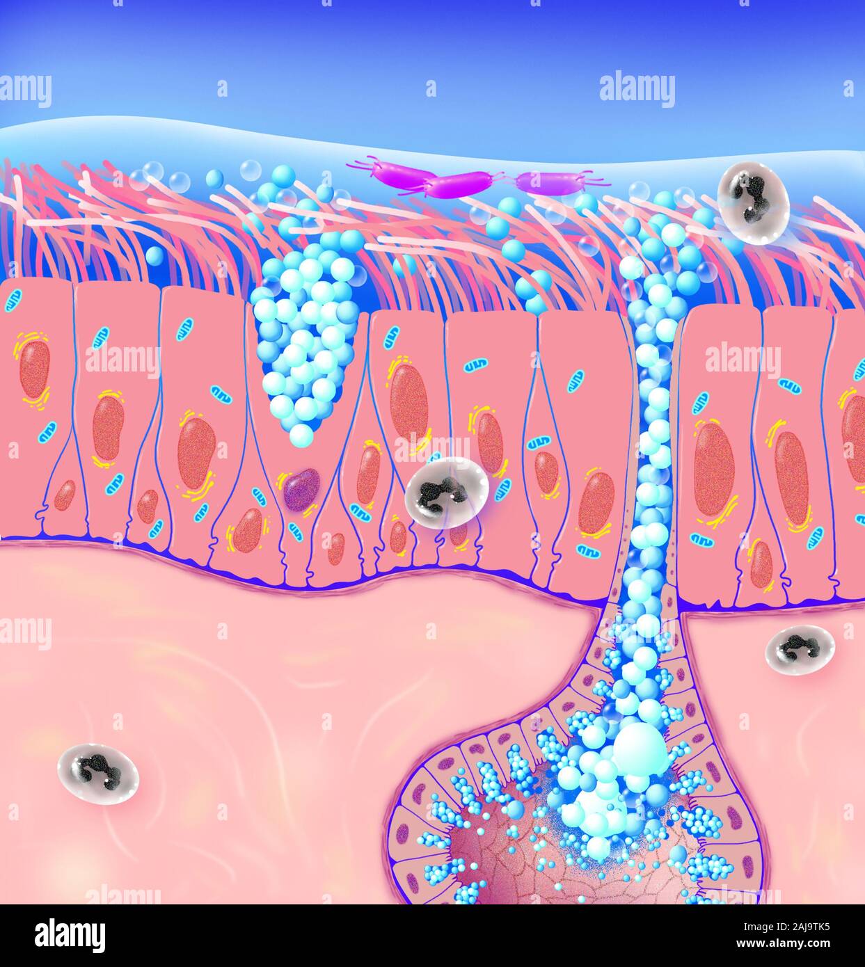 Bronquios histologia -Fotos und -Bildmaterial in hoher Auflösung – Alamy