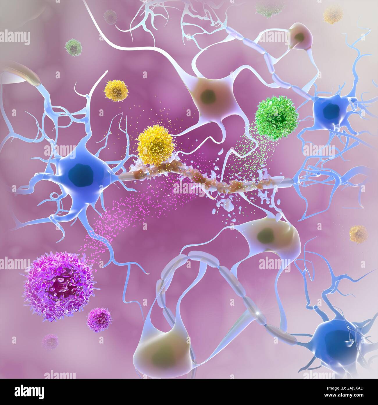 Th1 zelle Stockfotos und -bilder Kaufen - Alamy