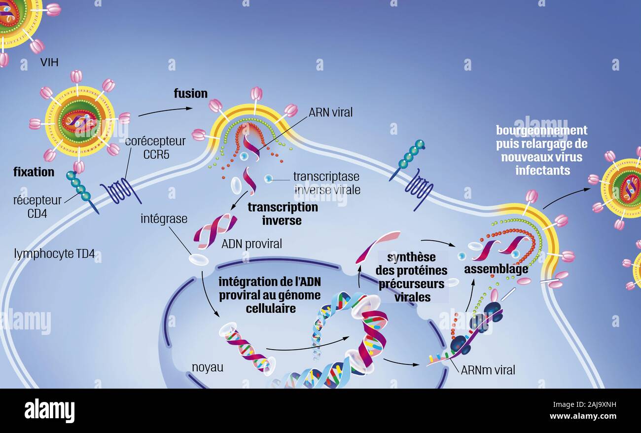 Retrotranscriptase -Fotos und -Bildmaterial in hoher Auflösung – Alamy