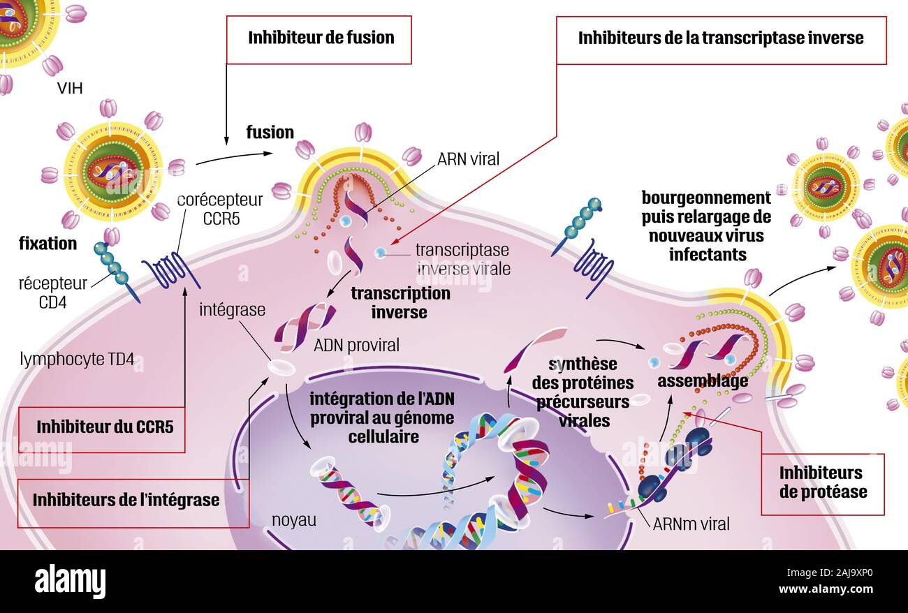 Retrotranscriptase -Fotos und -Bildmaterial in hoher Auflösung – Alamy