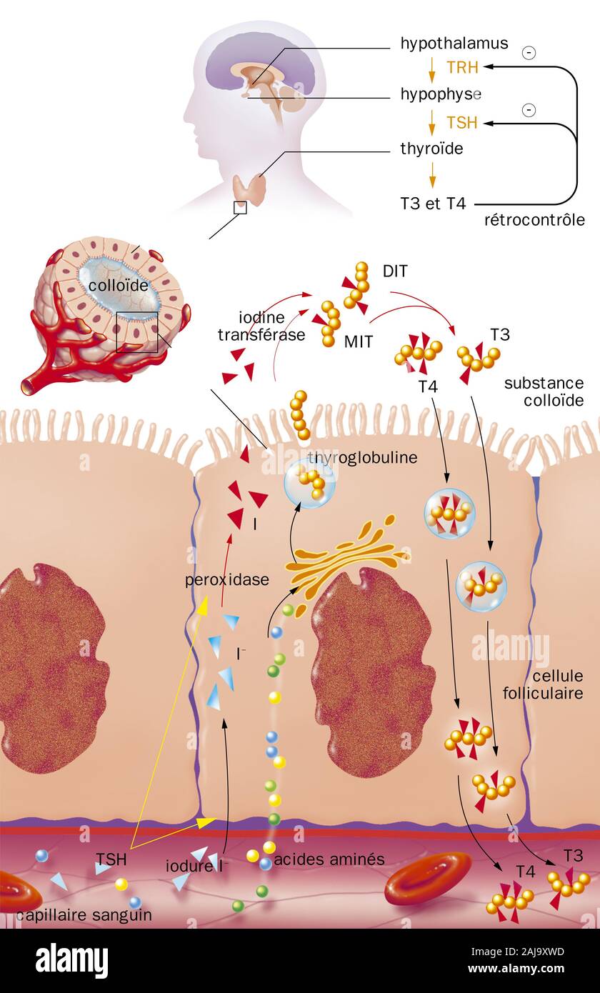 Therapeutischer faktor -Fotos und -Bildmaterial in hoher Auflösung – Alamy