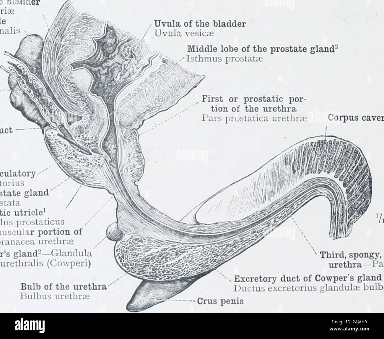 Ein Atlas der menschlichen Anatomie für Studenten und Ärzte. eDuctus ...