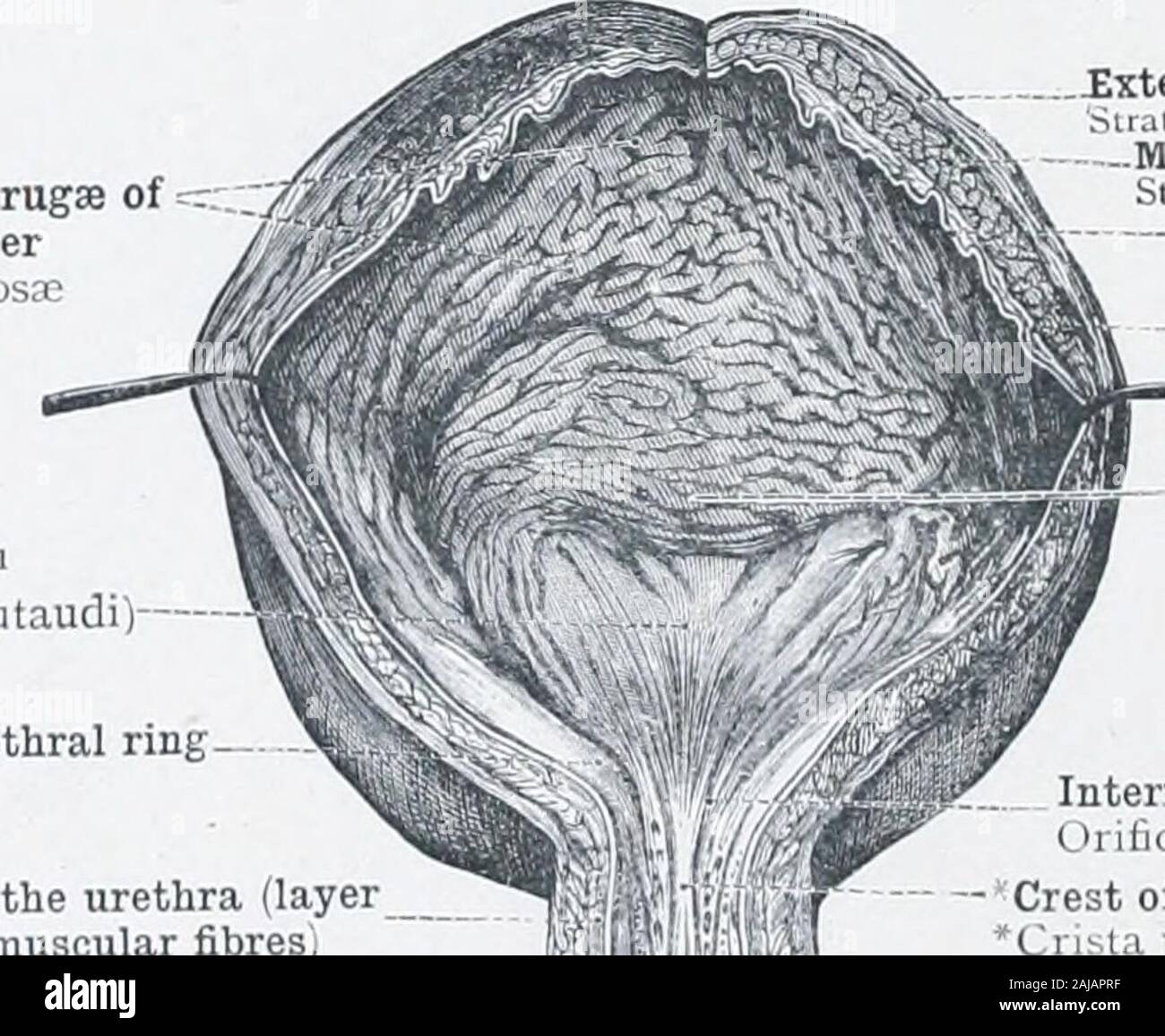 Ein Atlas der menschlichen Anatomie für Studenten und Ärzte. Externe ...