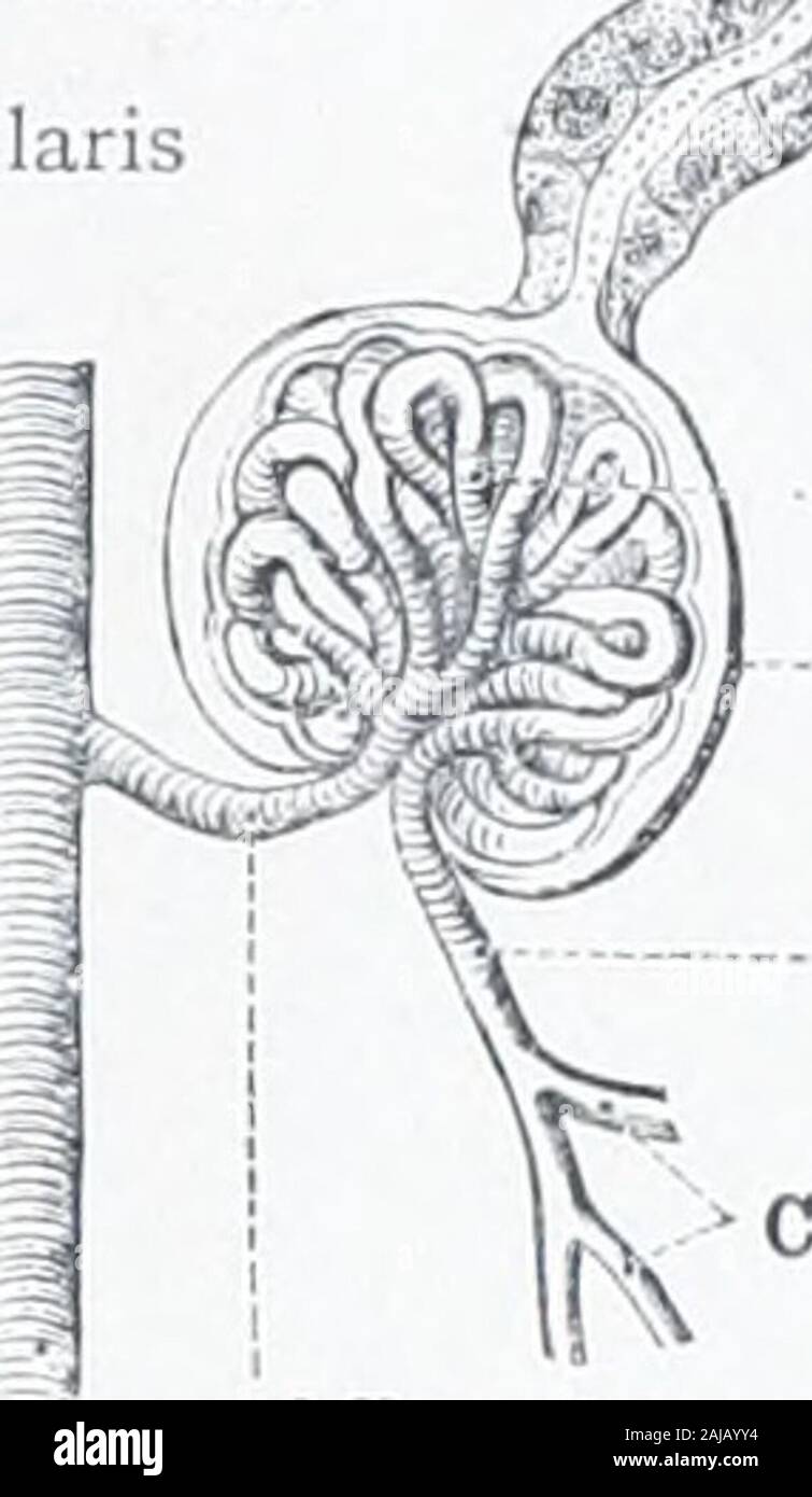 Ein Atlas der menschlichen Anatomie für Studenten und Ärzte. Tubuli ...