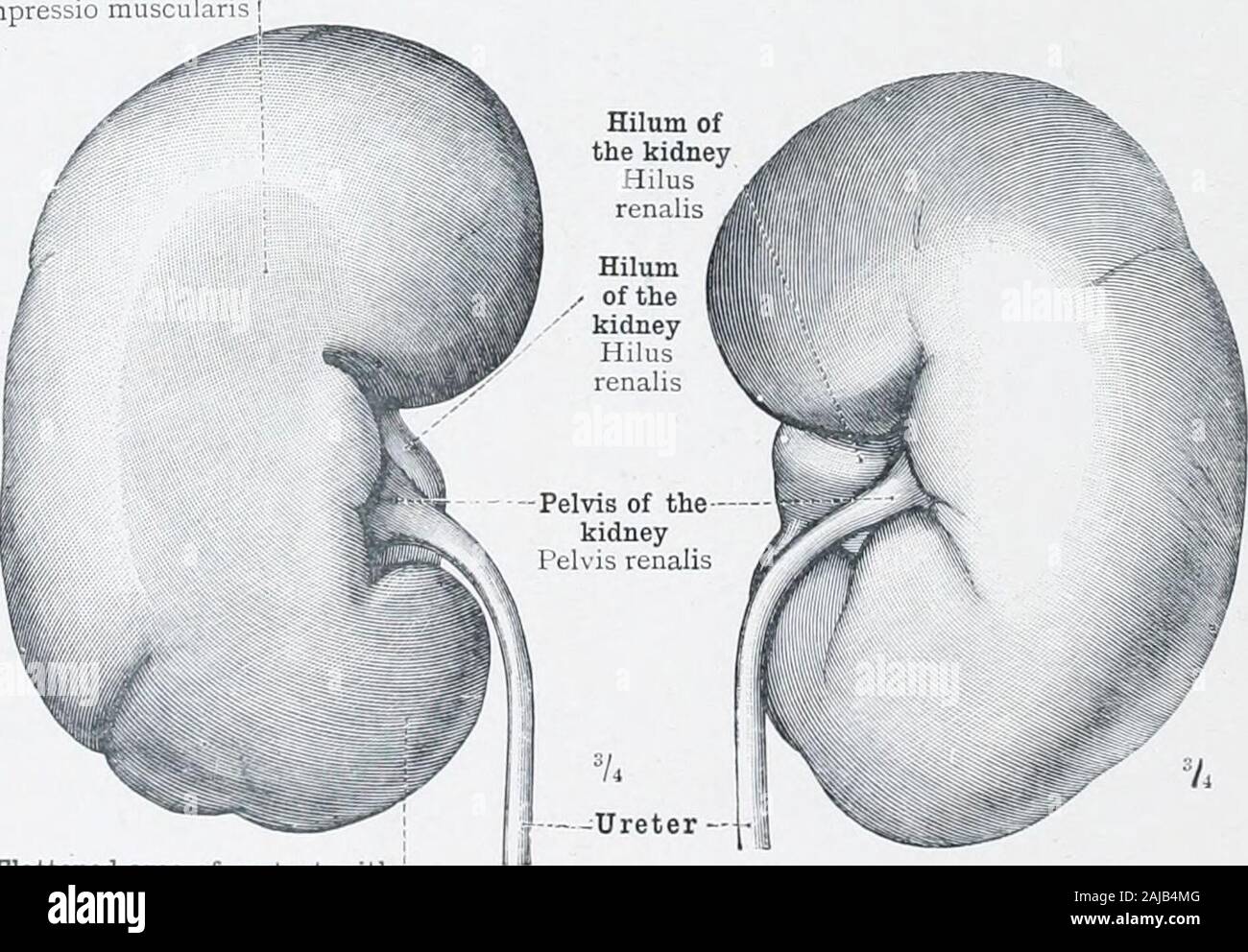 Ein Atlas der menschlichen Anatomie für Studenten und Ärzte. Superior ...