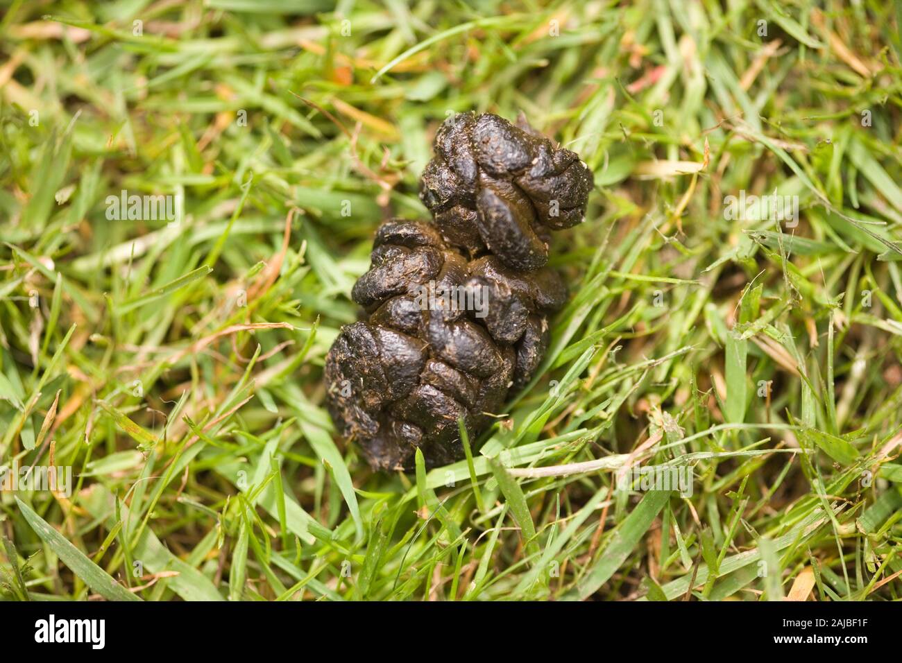 Reh Poo Stockfotos und -bilder Kaufen - Alamy