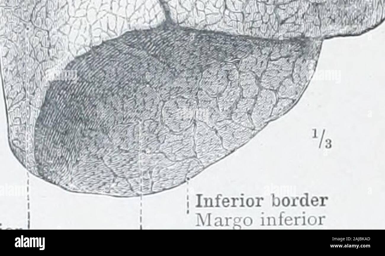 Lobus superior pulmonis -Fotos und -Bildmaterial in hoher Auflösung – Alamy