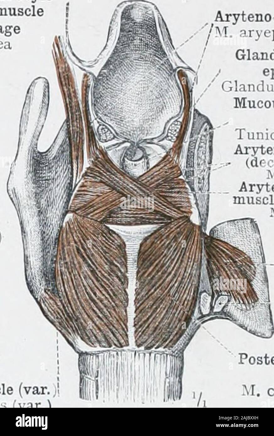 Ein Atlas der menschlichen Anatomie für Studenten und Ärzte. Seitliche ...