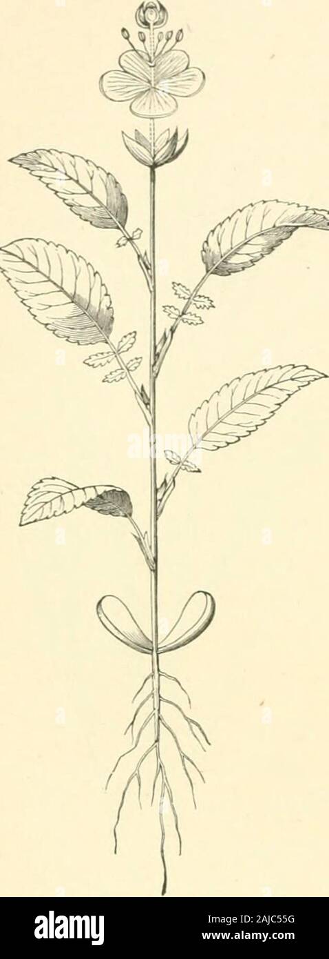 Die metamorphose von pflanzen -Fotos und -Bildmaterial in hoher ...