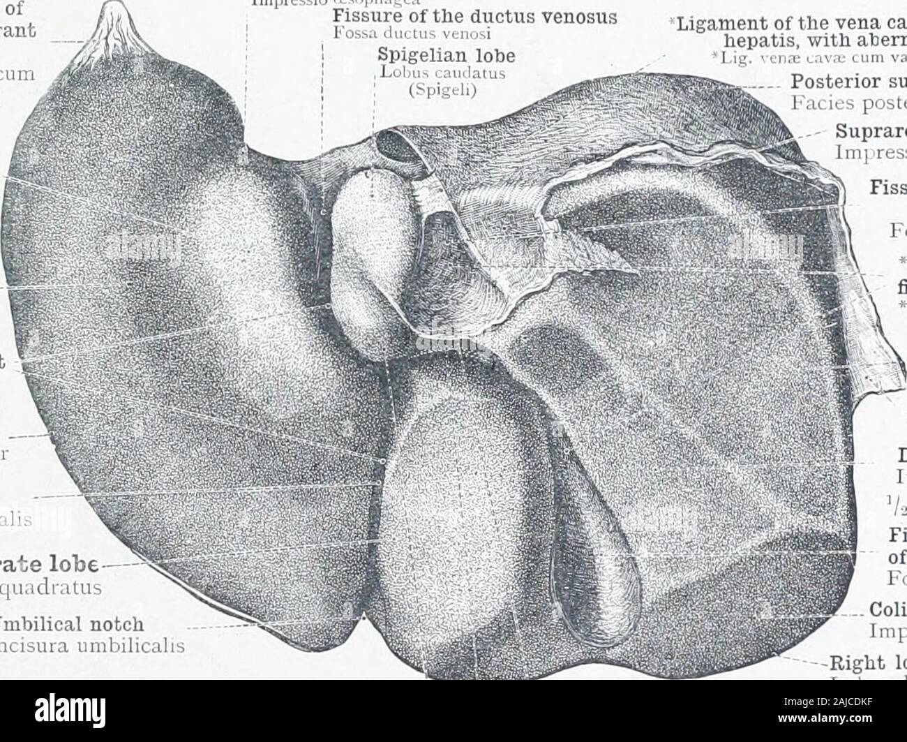 Ein Atlas der menschlichen Anatomie für Studenten und Ärzte. Lappen ...